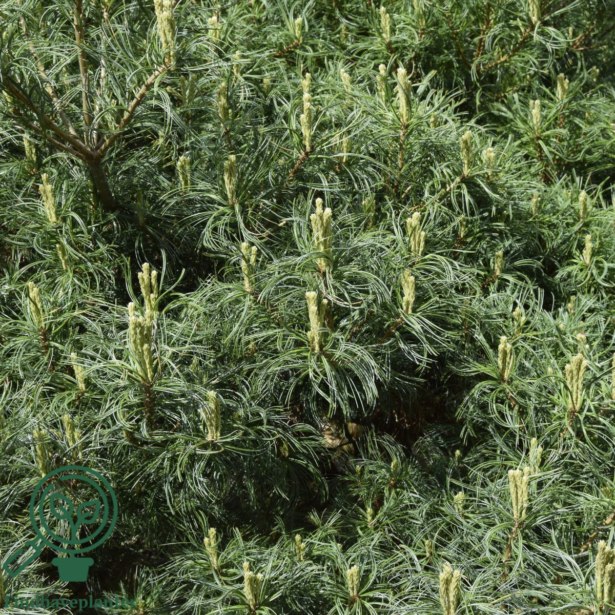Pinus strobus ‘Mini Twists’ – Find haveplanter