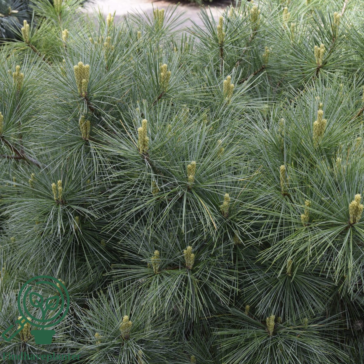 Pinus strobus ‘Radiata’ – Find haveplanter