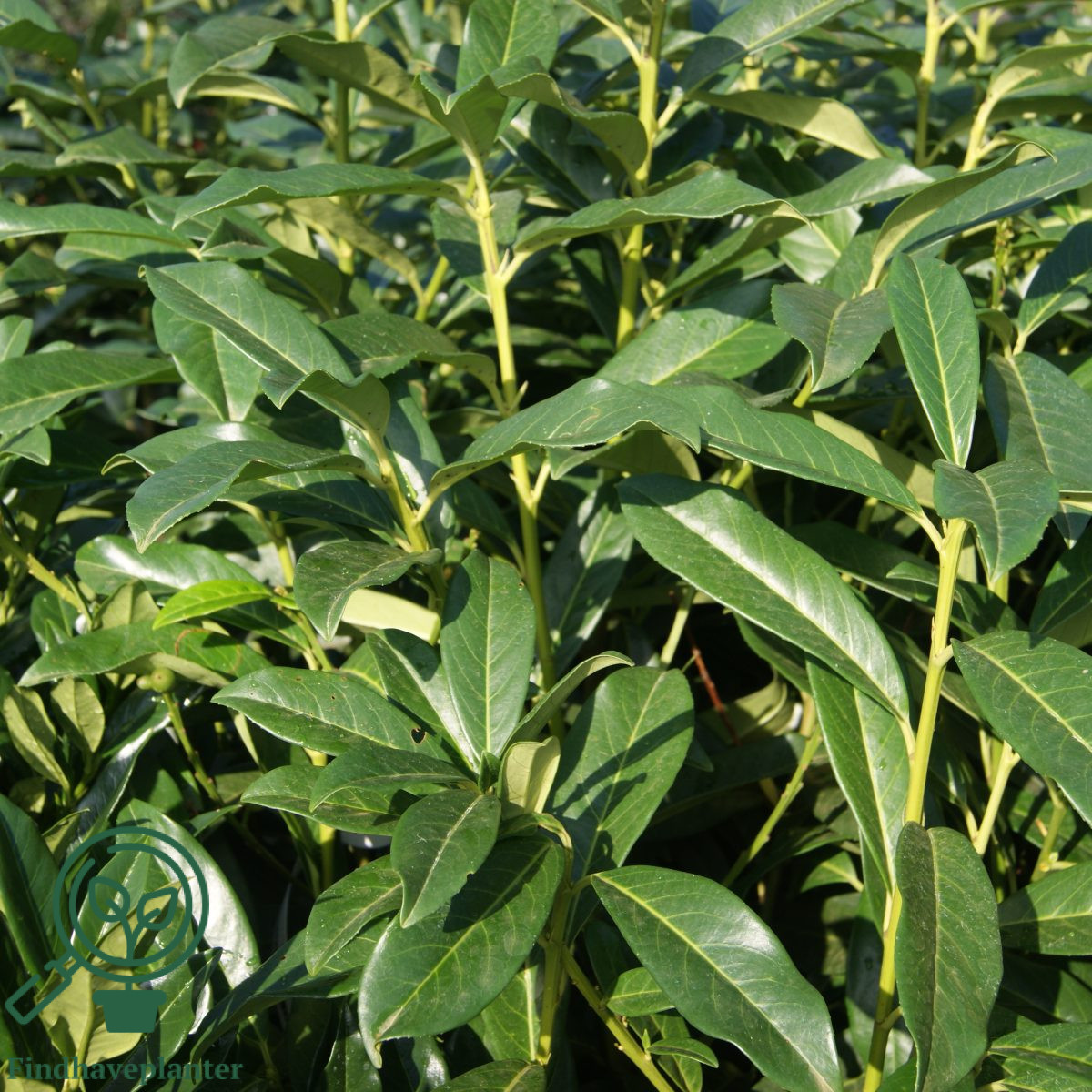 Prunus laurocerasus ‘Genolia’ – Find haveplanter