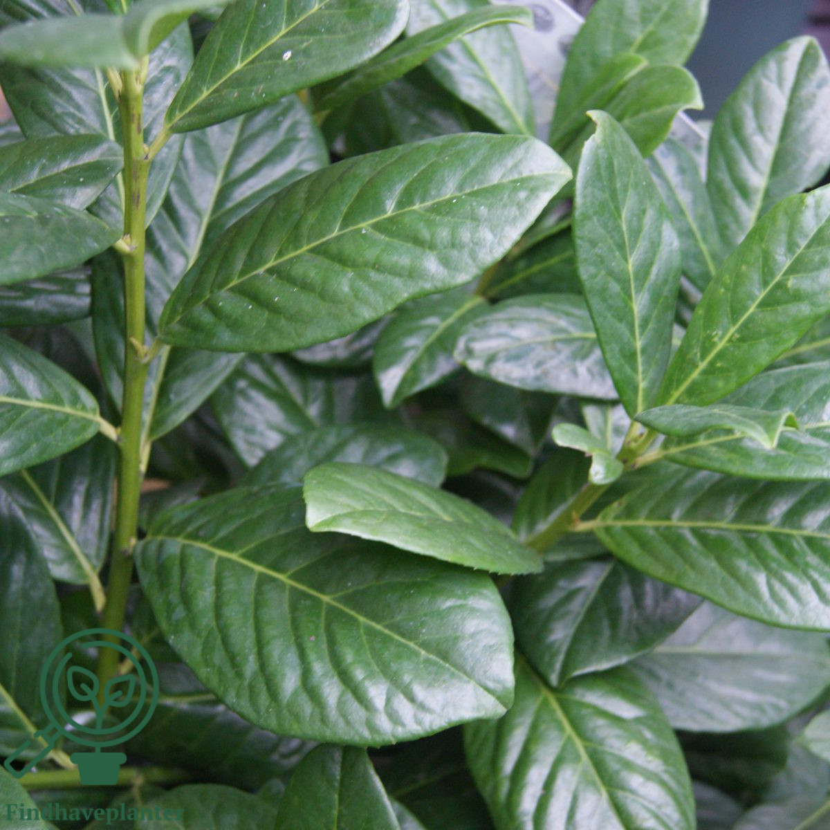 Prunus laurocerasus ‘Novita’ – Find haveplanter