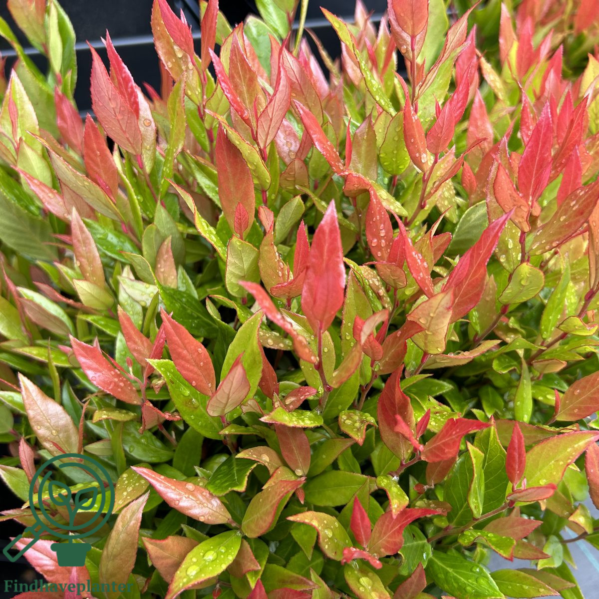 Leucothoe axillaris ‘Little Flames’ – Find haveplanter
