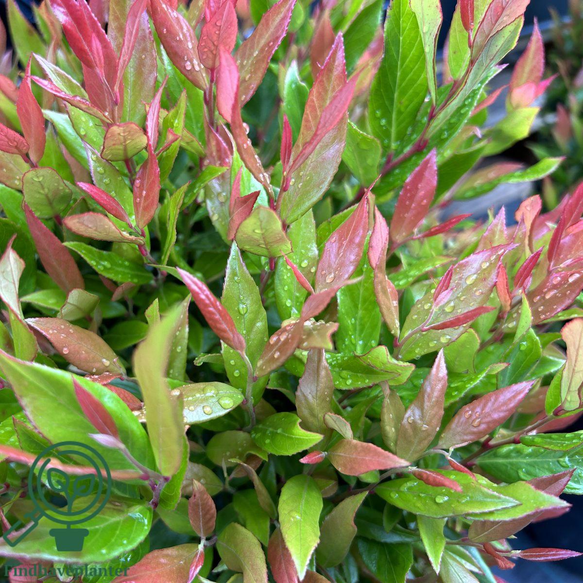 Leucothoe axillaris ‘Little Flames’ – Find haveplanter