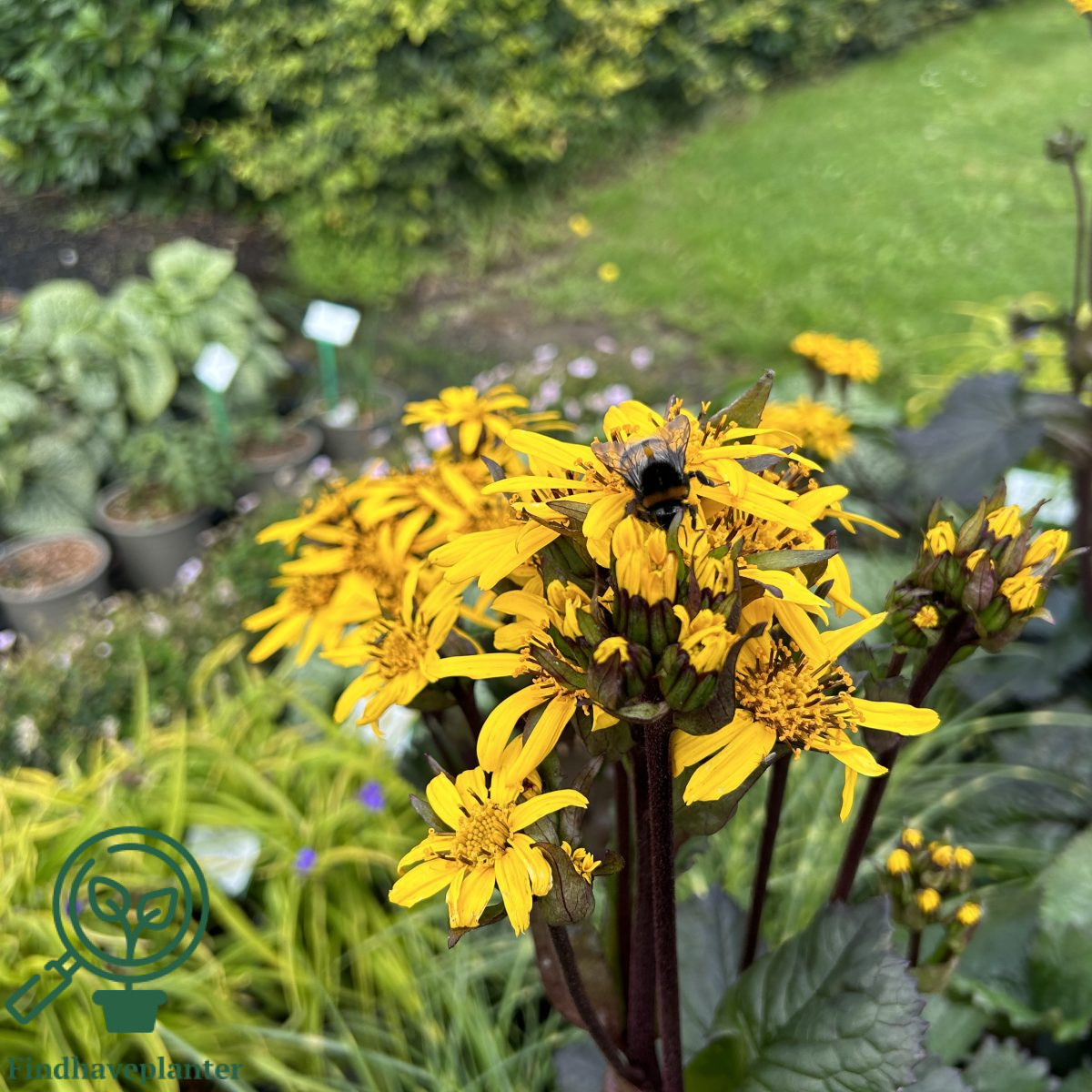 Ligularia x ‘Treasure Island’ – Find haveplanter