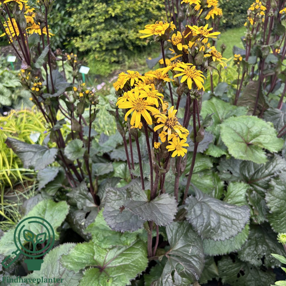 Ligularia x ‘Treasure Island’ – Find haveplanter