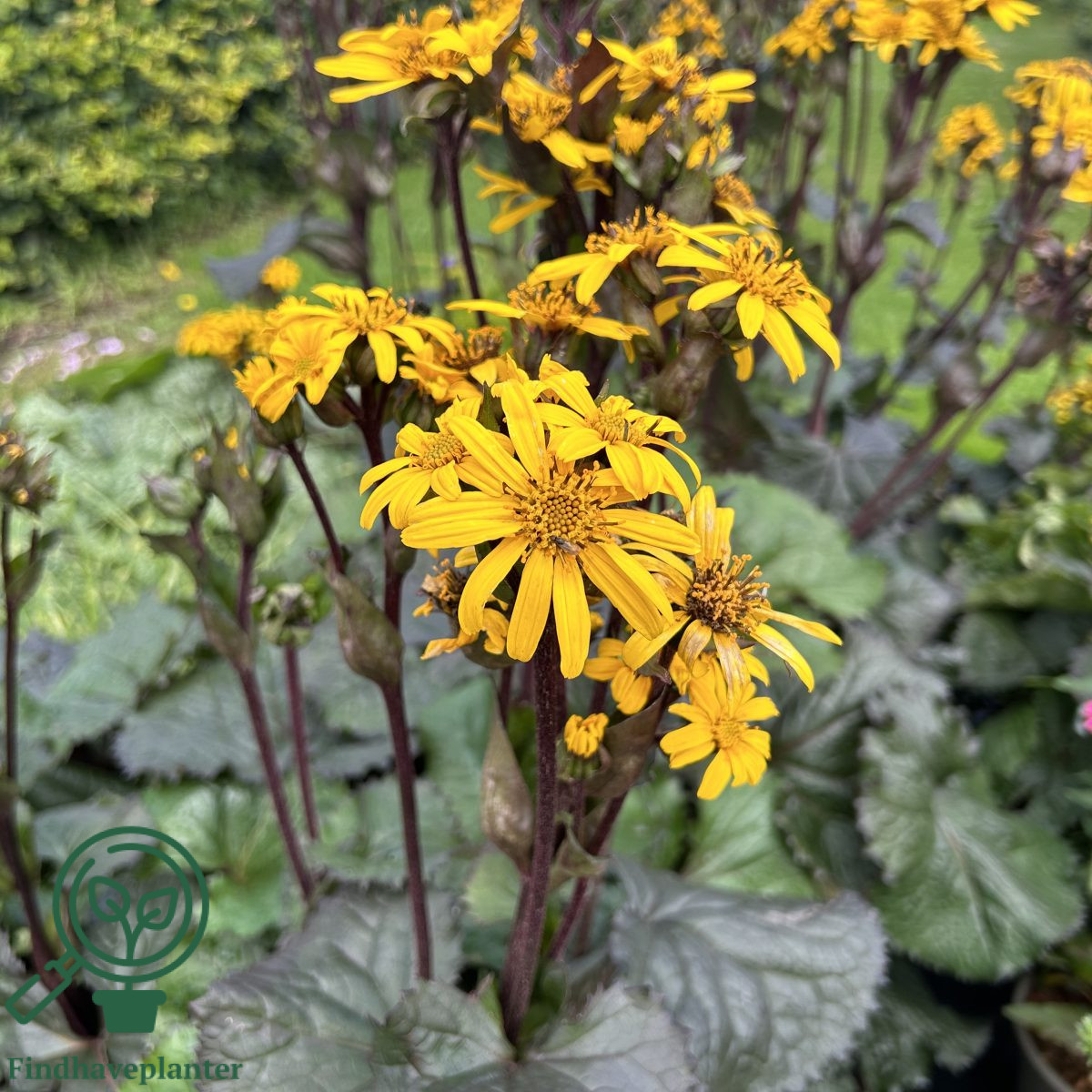 Ligularia x ‘Treasure Island’ – Find haveplanter