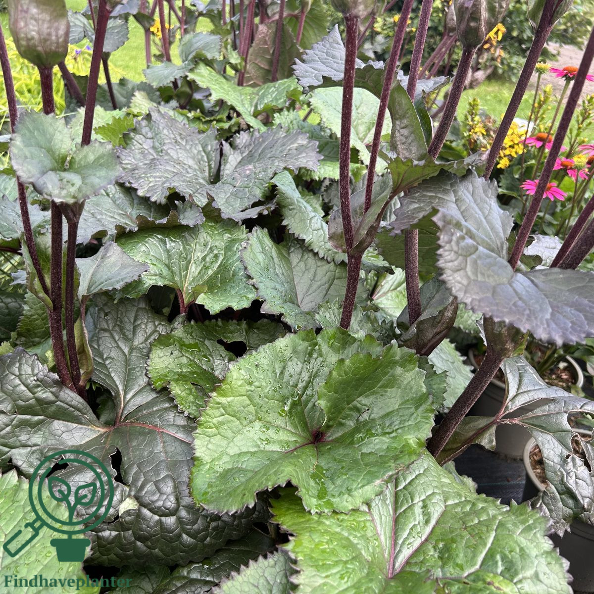 Ligularia x ‘Treasure Island’ – Find haveplanter