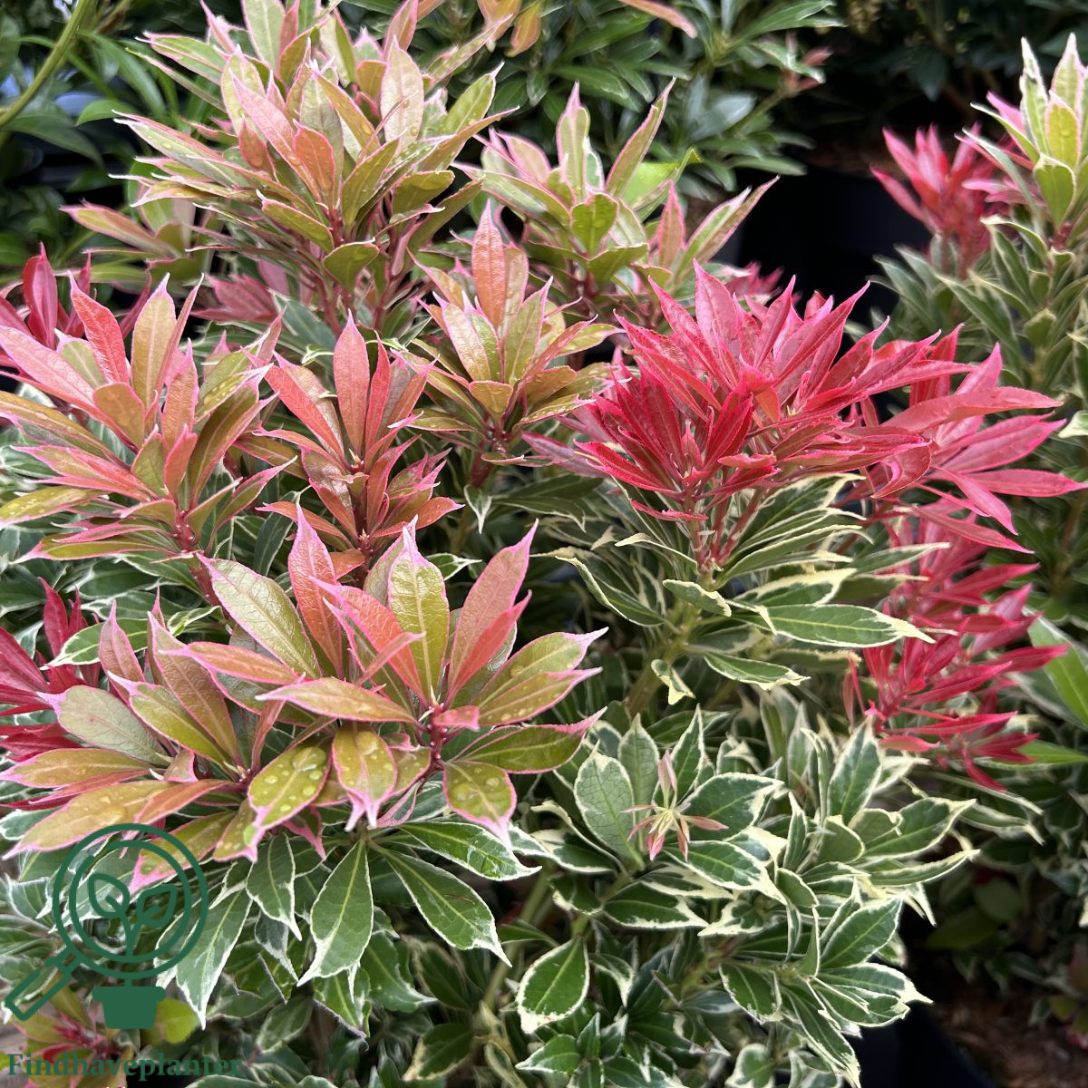 Pieris japonica ‘Carnaval’ – Find haveplanter