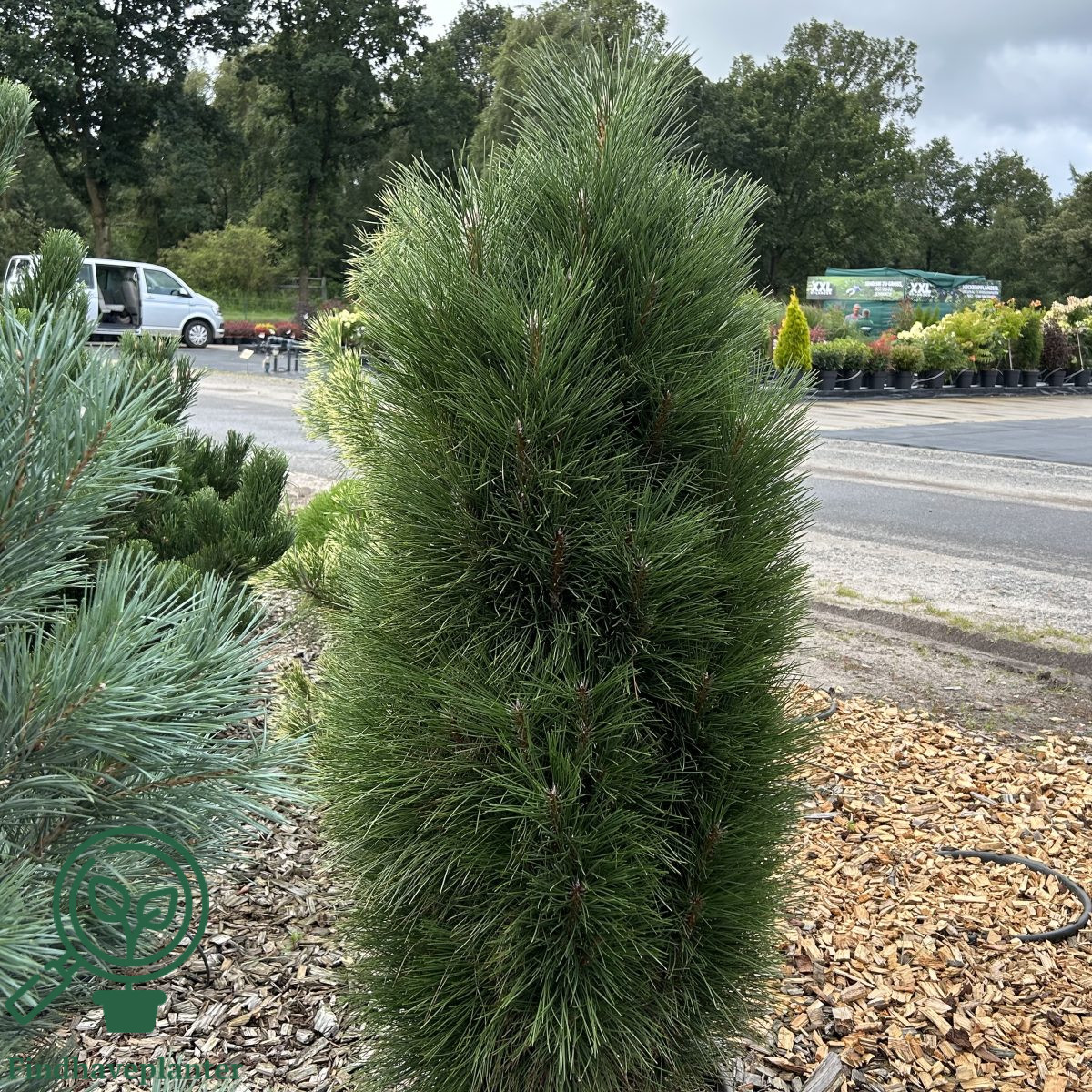 Pinus nigra ‘Green Tower’ – Find haveplanter