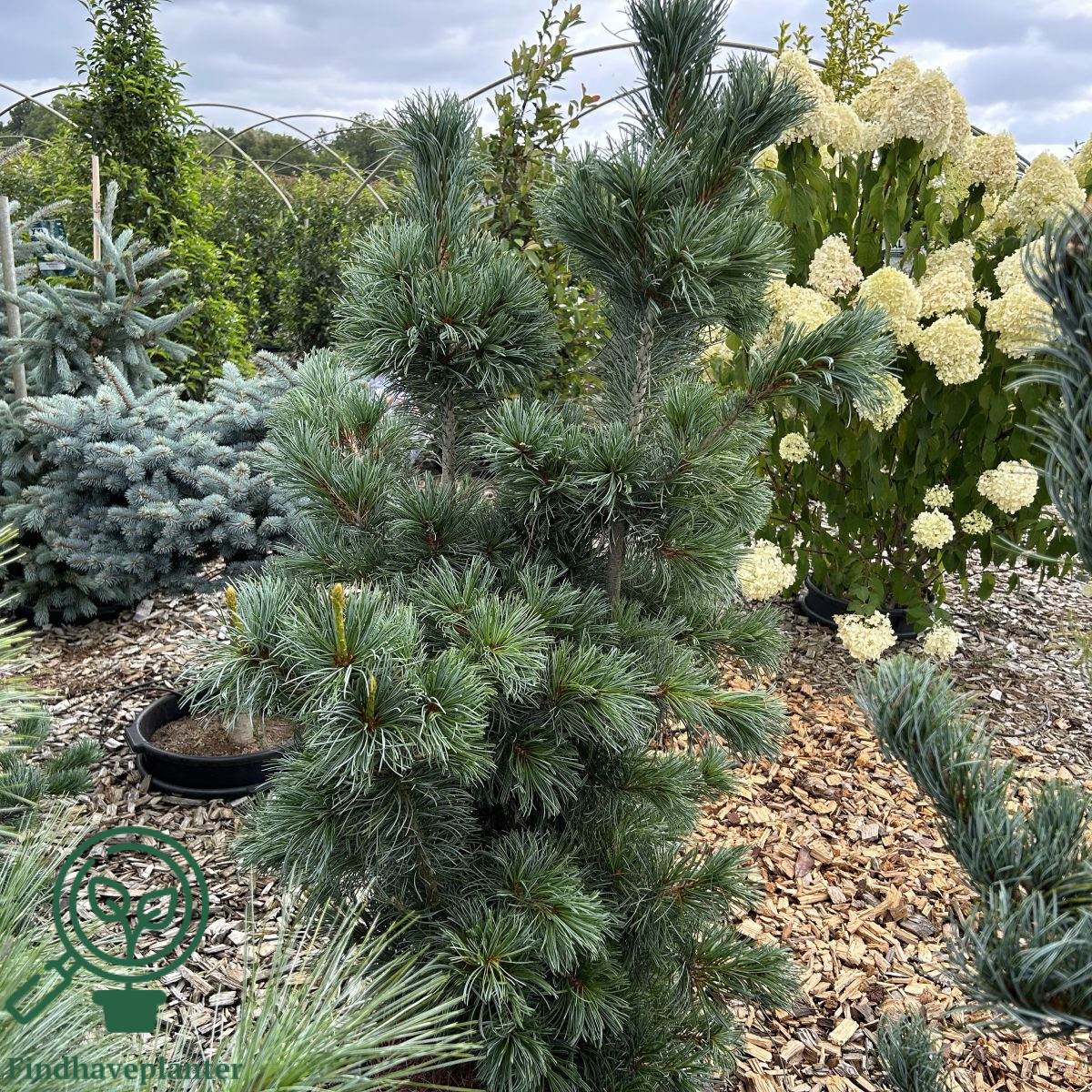 Pinus parviflora ‘Blauer Engel’ – Find haveplanter