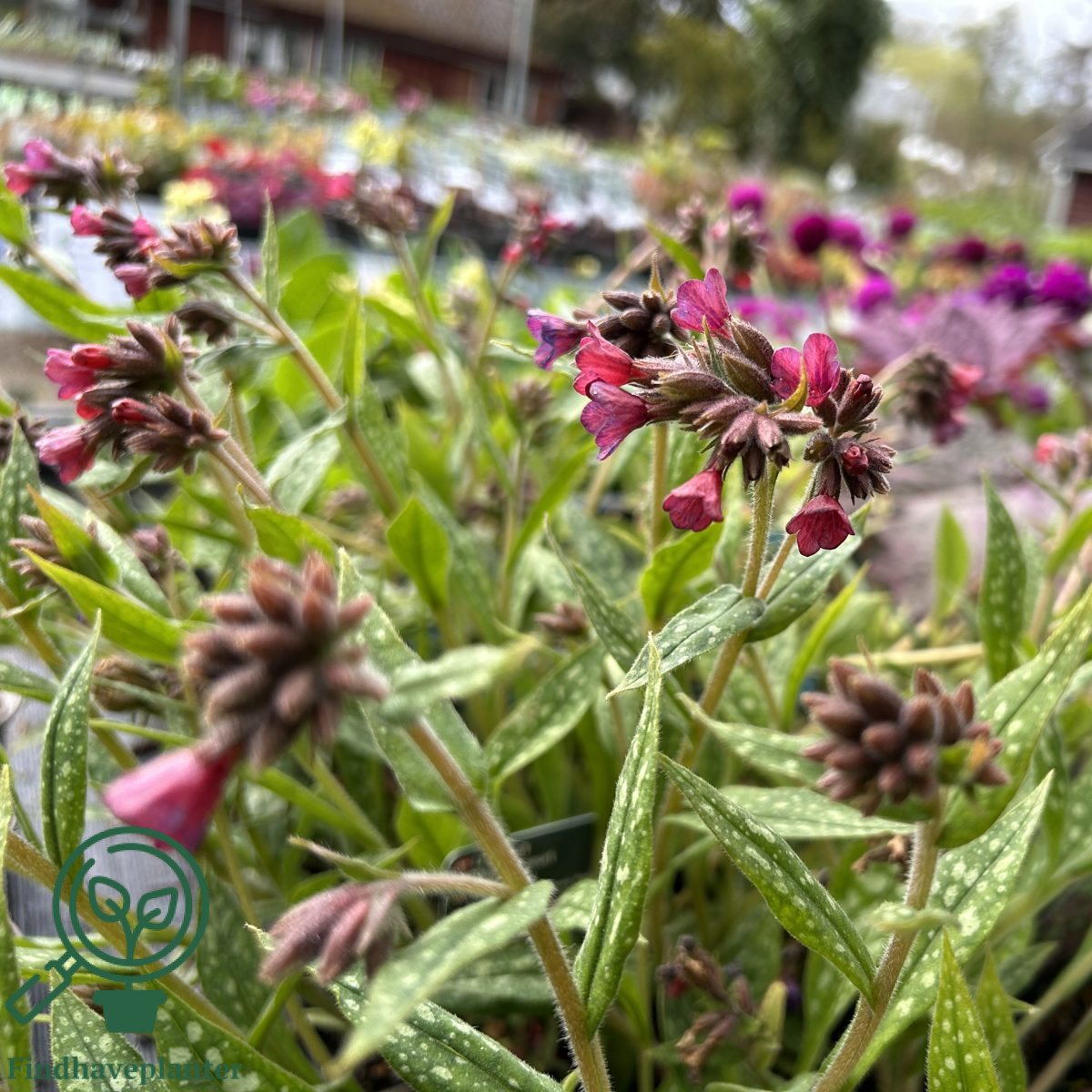Pulmonaria ‘Raspberry Splash’ – Find haveplanter