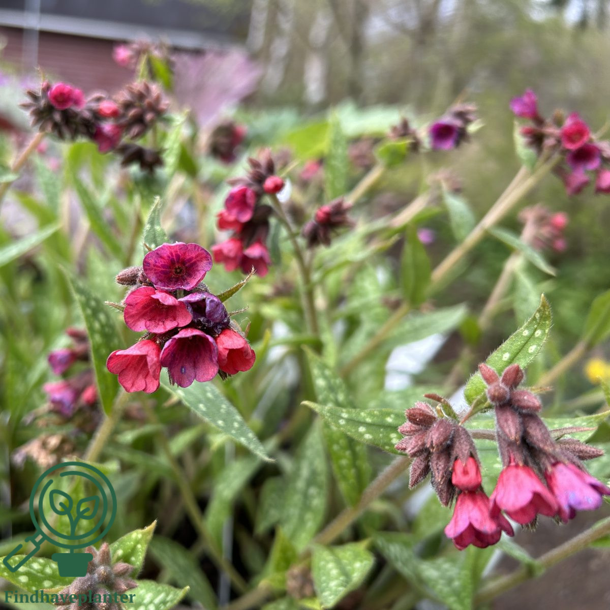 Pulmonaria ‘Raspberry Splash’ – Find haveplanter