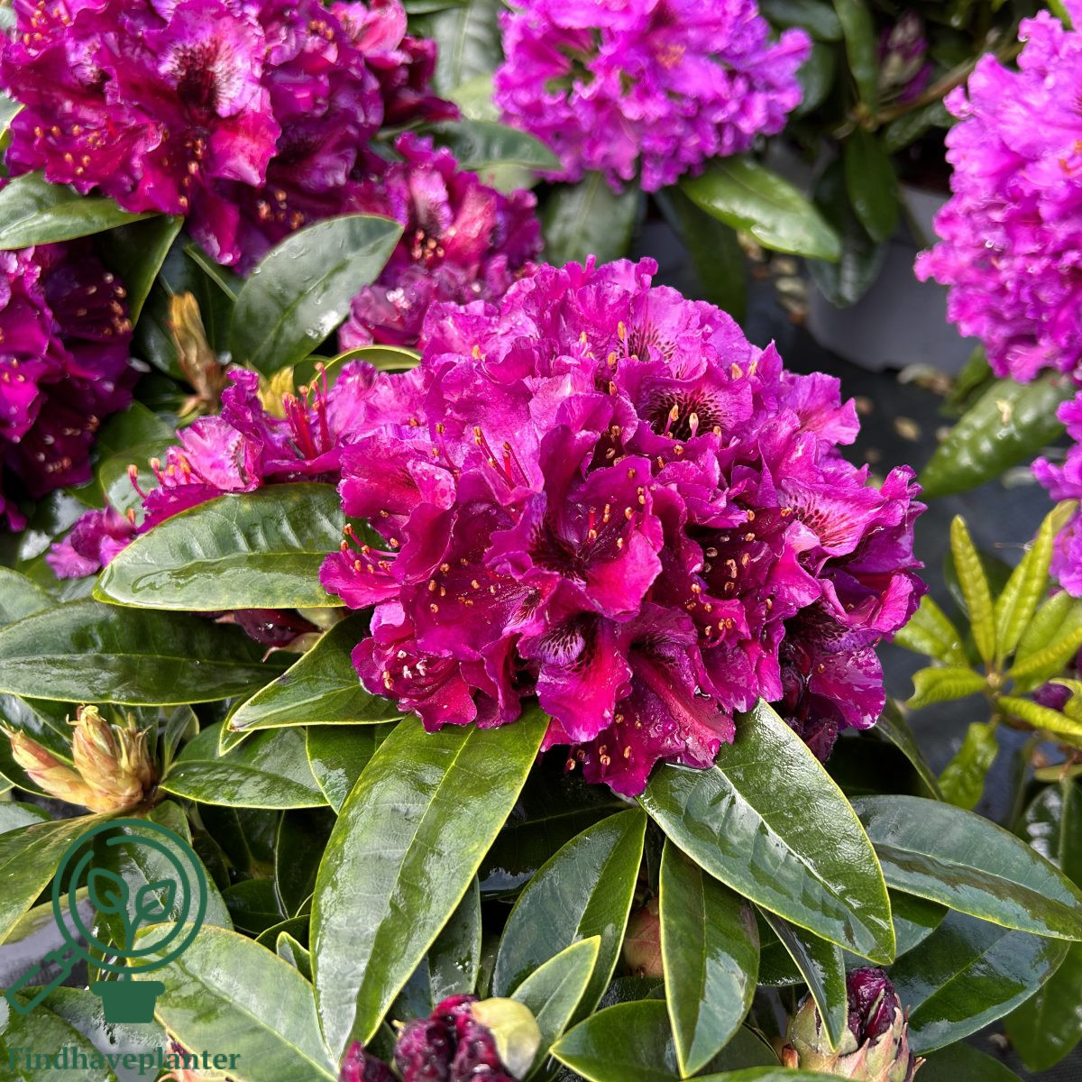 Rhododendron ‘Black Pearl’ – Find haveplanter