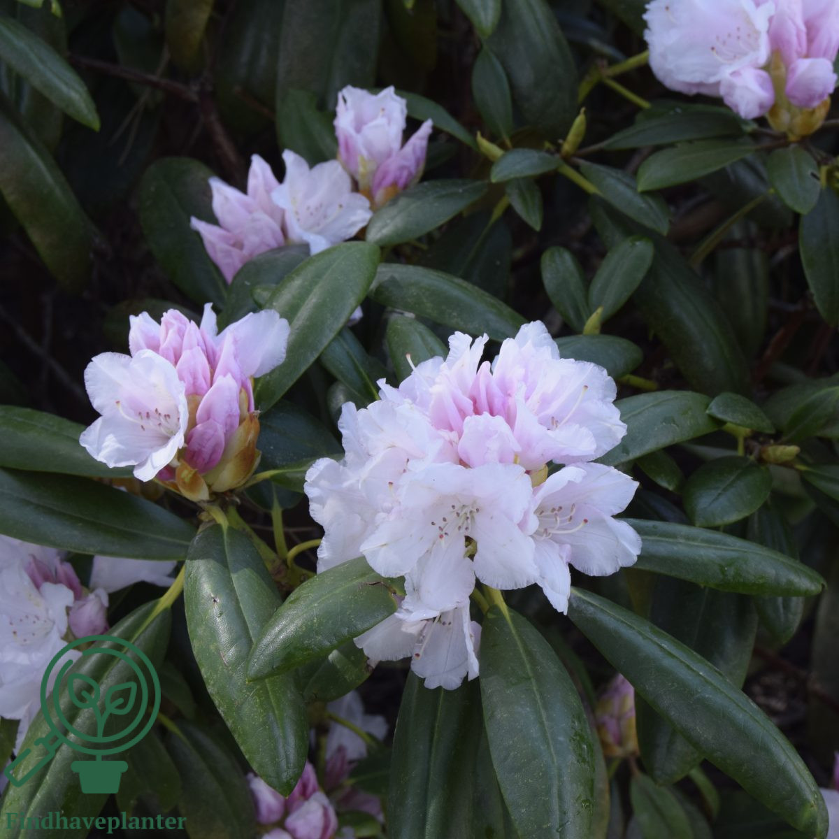 Rhododendron ‘Falling Snow’ – Find haveplanter
