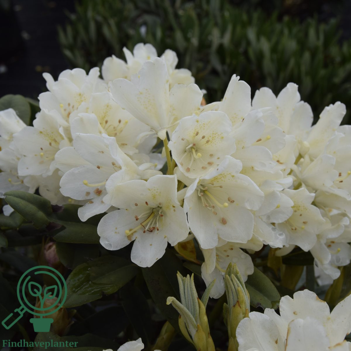 Rhododendron ‘Great Bear’ – Find haveplanter