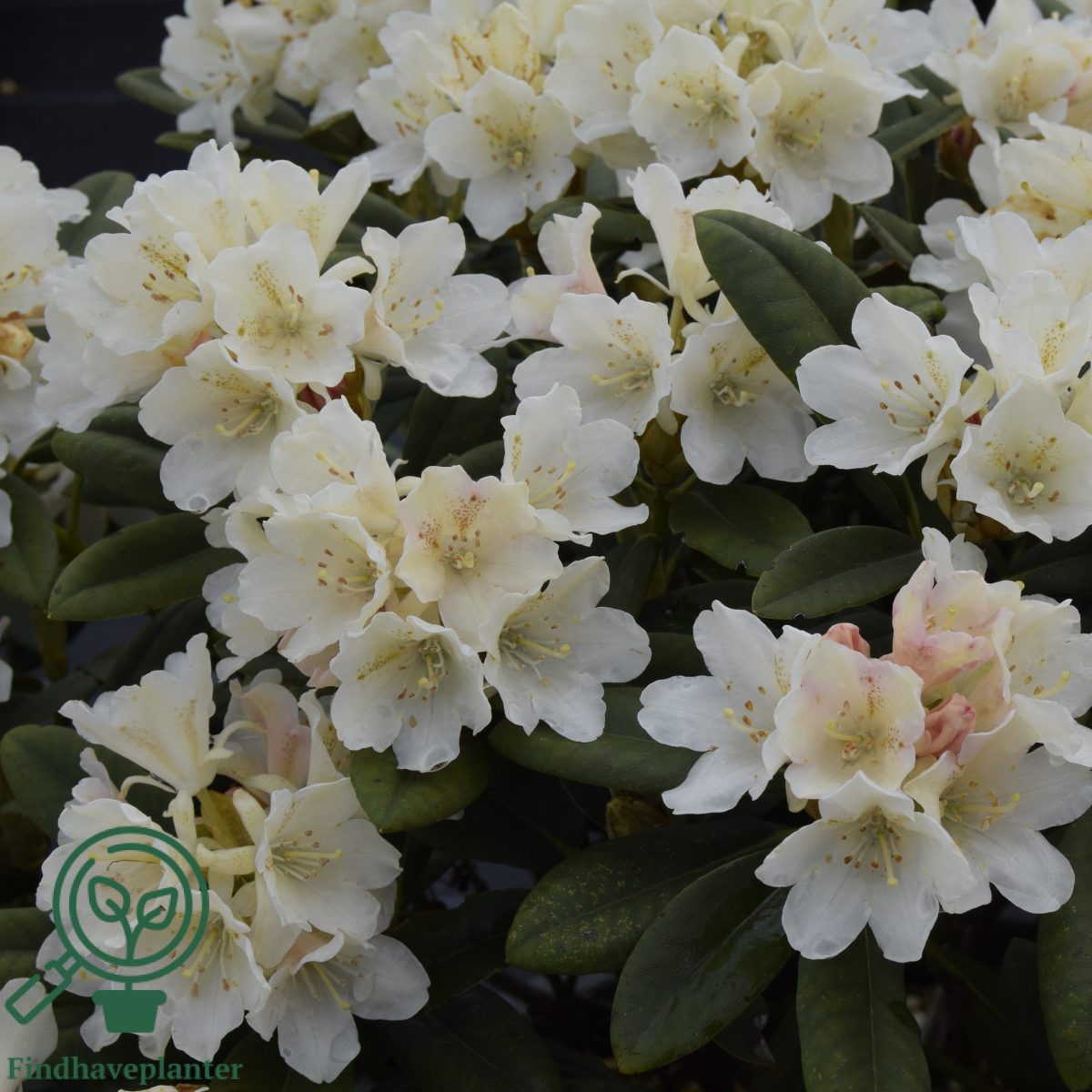 Rhododendron ‘Great Bear’ – Find haveplanter