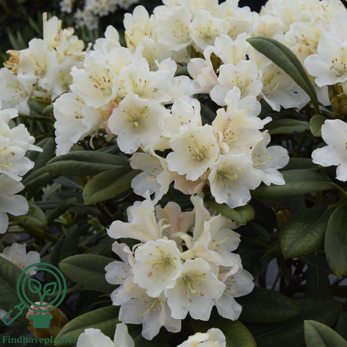 Rhododendron ‘Great Bear’ – Find haveplanter