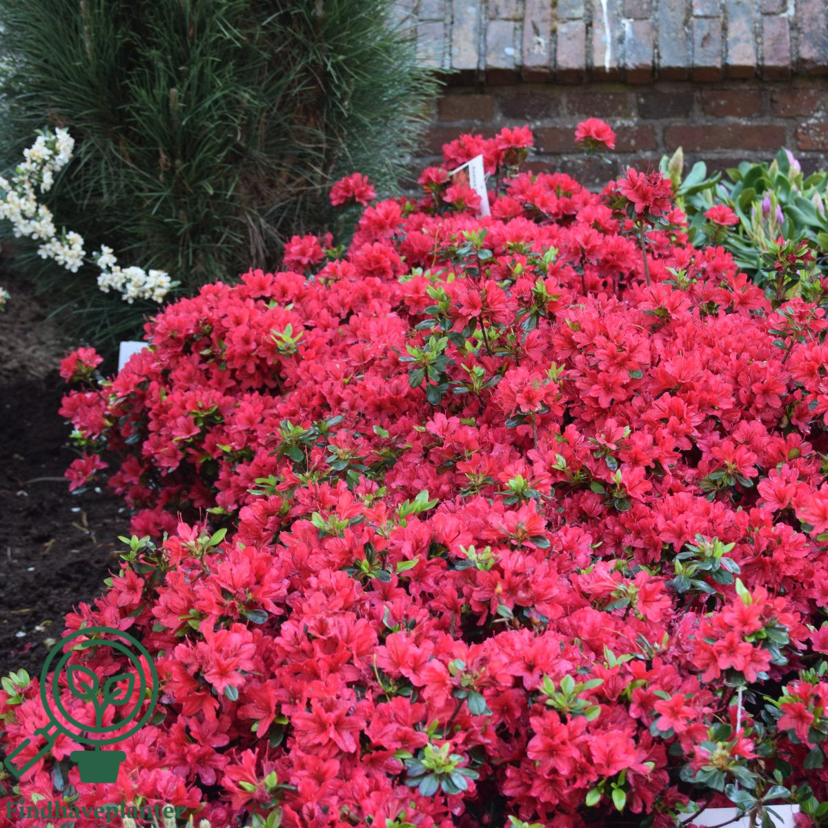 Rhododendron ‘Hino Crimson’ – Find haveplanter