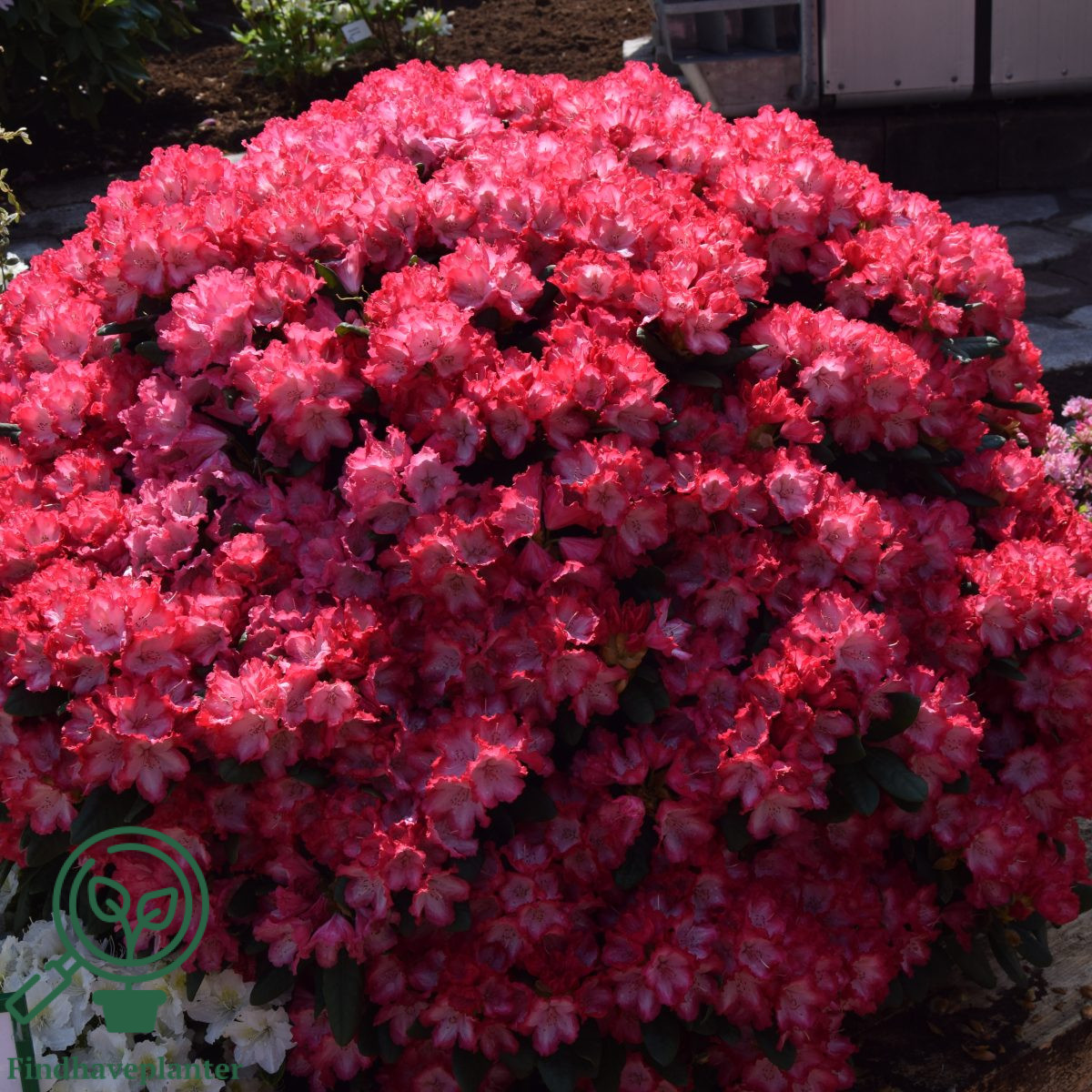 Rhododendron ‘Kokette’ – Find haveplanter