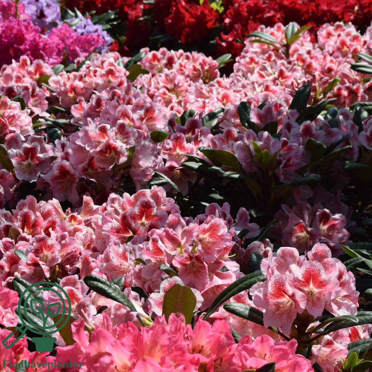 Rhododendron ‘Nerisha’ – Find haveplanter