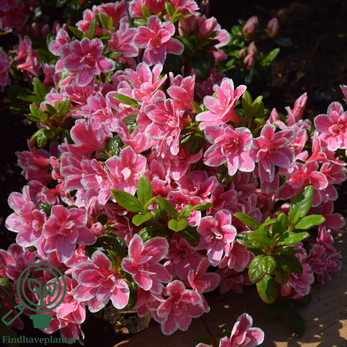 Rhododendron ‘Pink Poetry’ – Find haveplanter