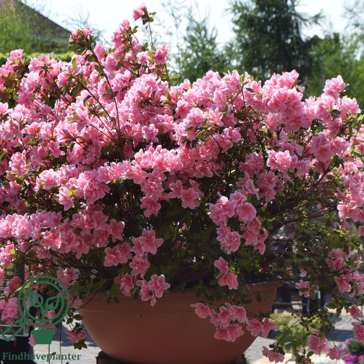 Rhododendron ‘Pink Poetry’ – Find haveplanter