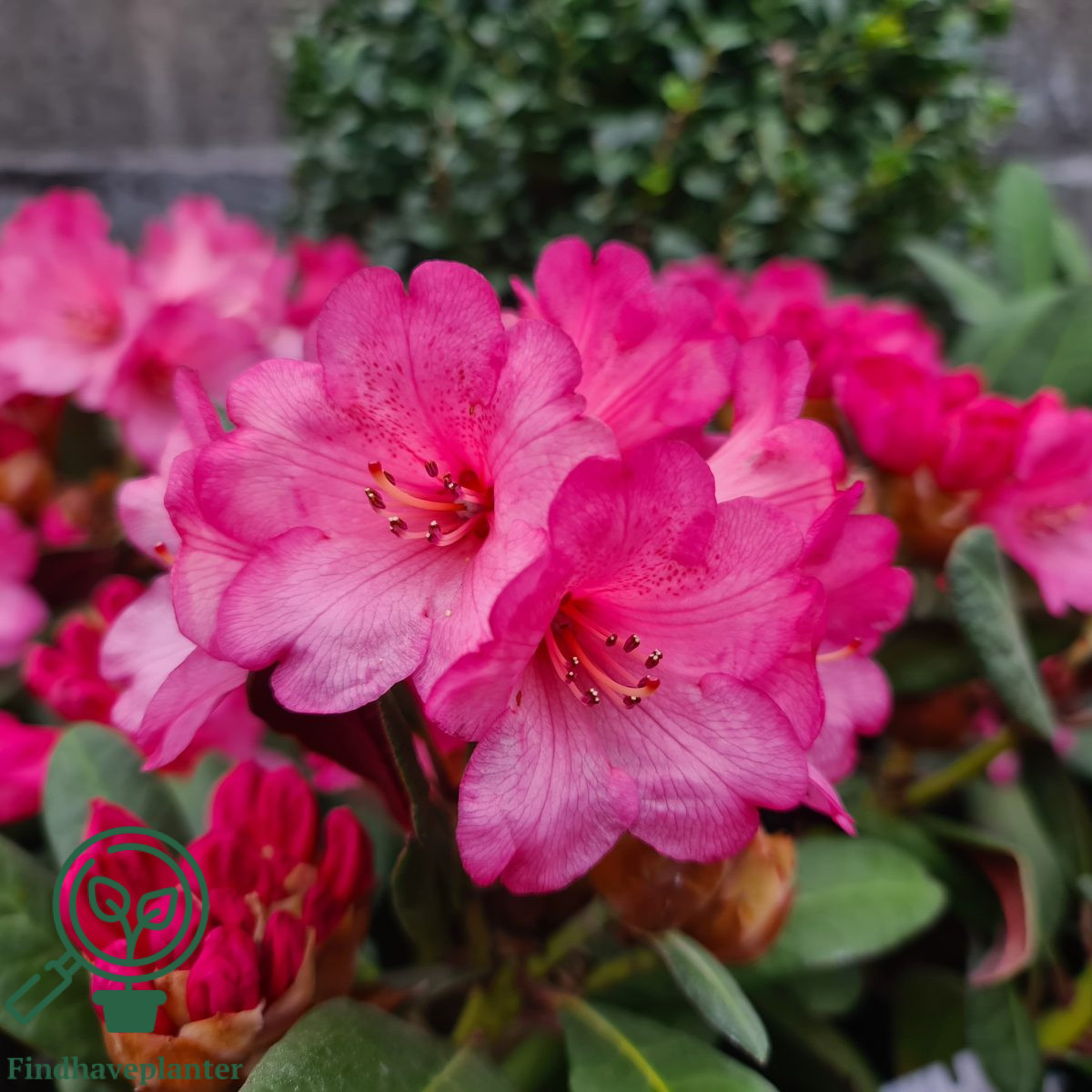 Rhododendron ‘Wine and Roses’ – Find haveplanter