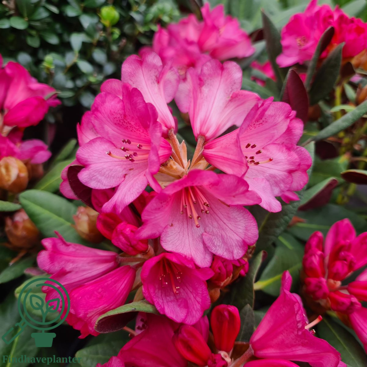 Rhododendron ‘Wine and Roses’ – Find haveplanter