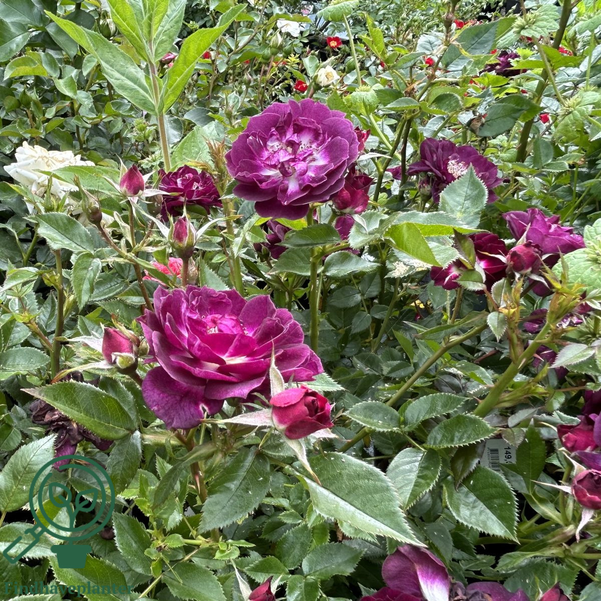 Rosa ‘Diamond Eyes’ – Find haveplanter