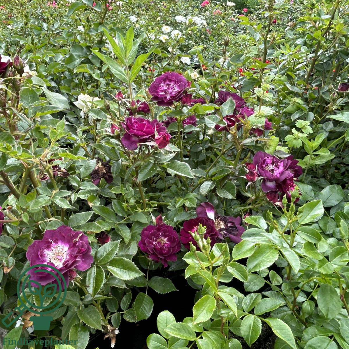Rosa ‘Diamond Eyes’ – Find haveplanter
