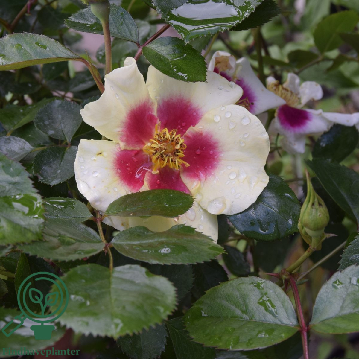 Rosa ‘Eye of The Tiger’ – Find haveplanter
