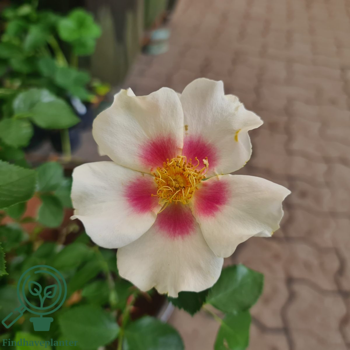 Rosa ‘Eye of The Tiger’ – Find haveplanter