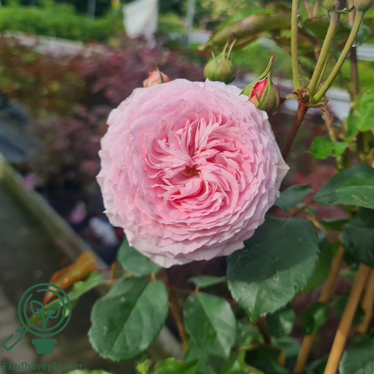 Rosa ‘James Galway’ – Find haveplanter