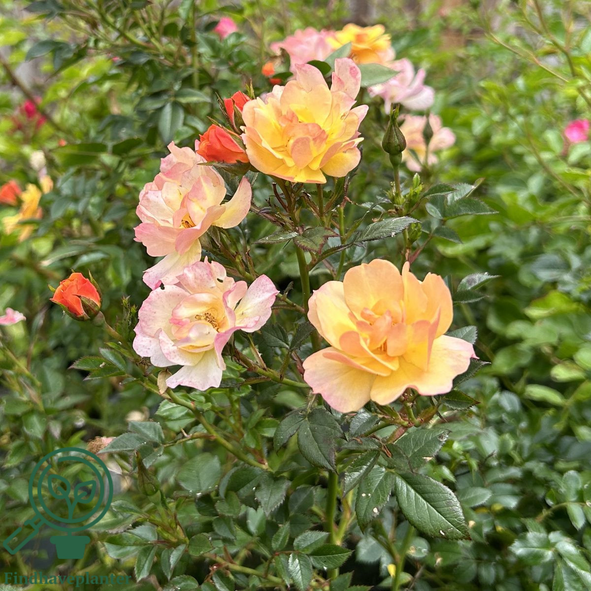 Rosa ‘Linnaeus Cottage’ – Find haveplanter