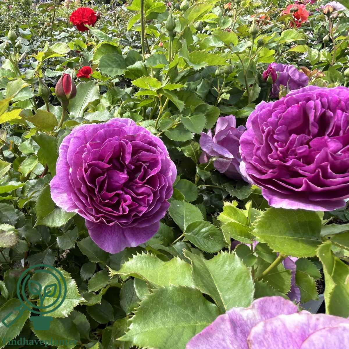 Rosa ‘Minerva’ – Find haveplanter