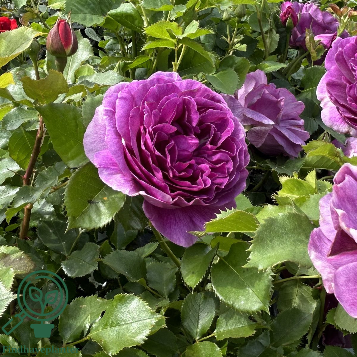 Rosa ‘Minerva’ – Find haveplanter