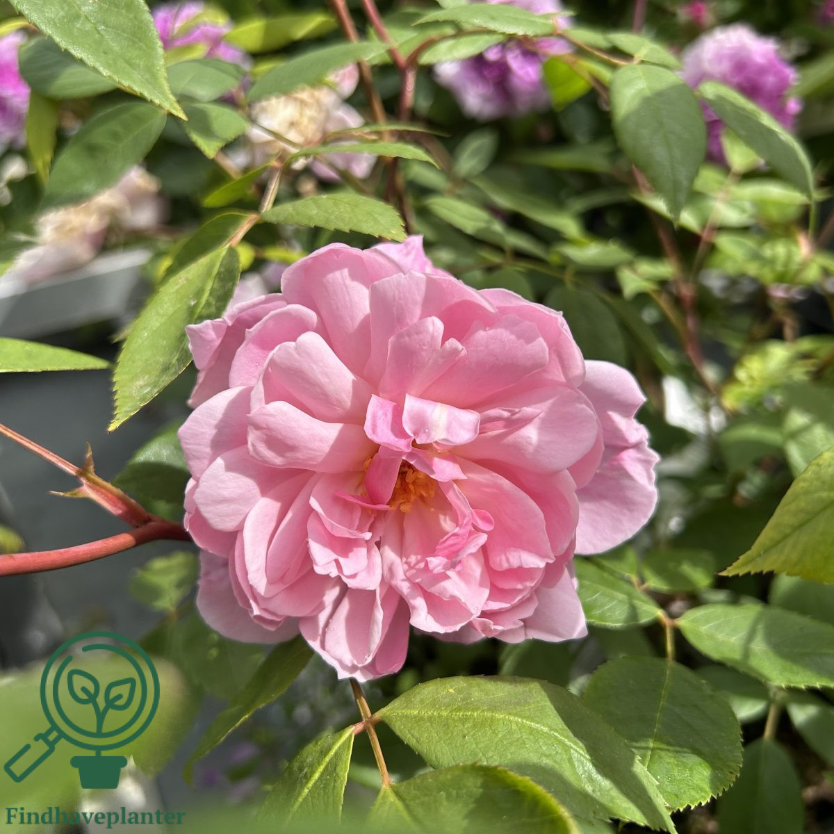 Rosa ‘Mortimer Sackler’ – Find haveplanter