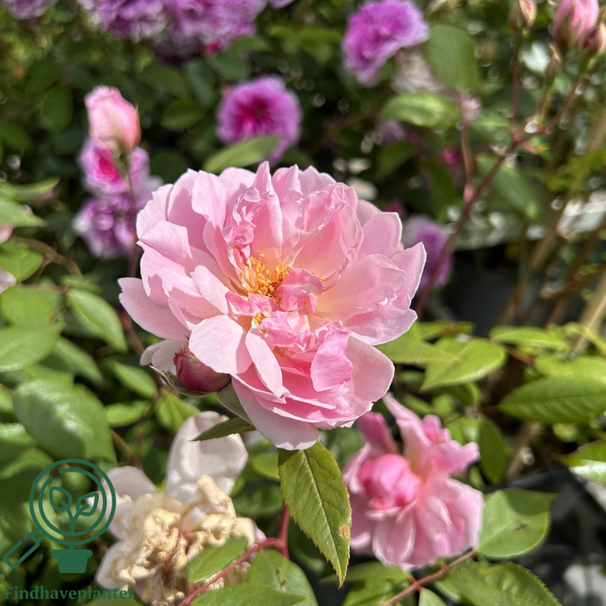 Rosa ‘Mortimer Sackler’ – Find haveplanter