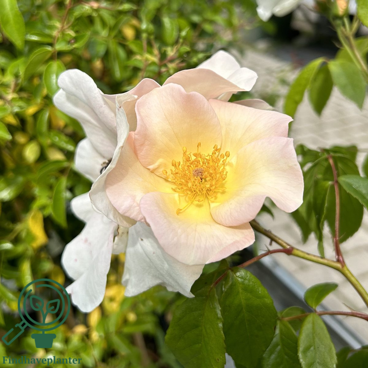 Rosa ‘Sally Holmes’ – Find haveplanter