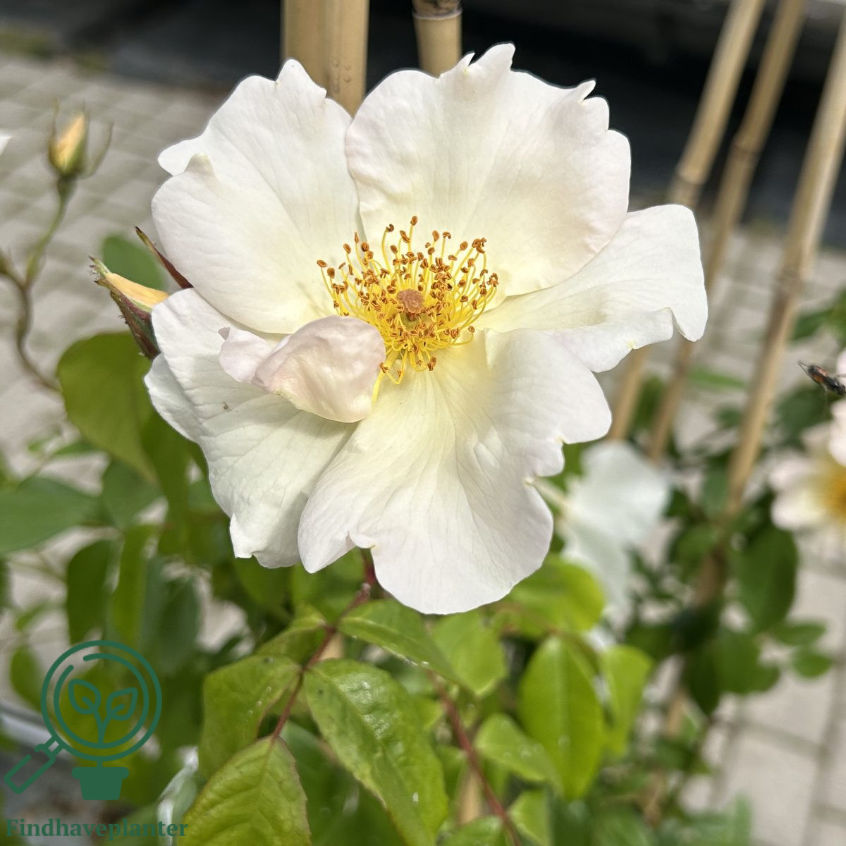 Rosa ‘Sally Holmes’ – Find haveplanter