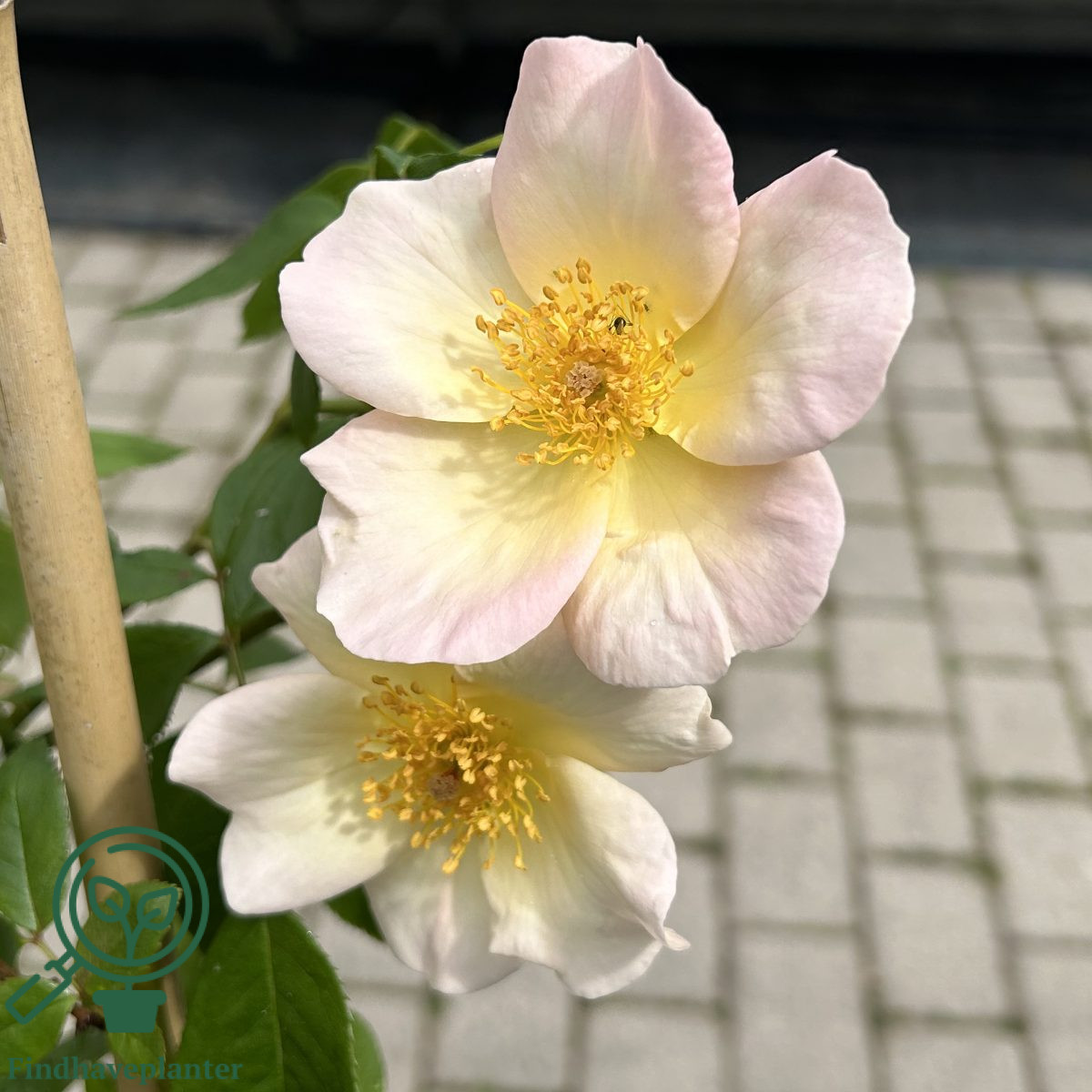 Rosa ‘Sally Holmes’ – Find haveplanter