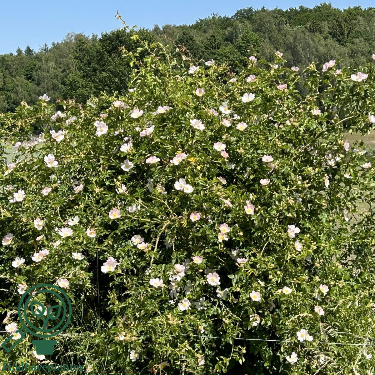 Rosa canina – Find haveplanter