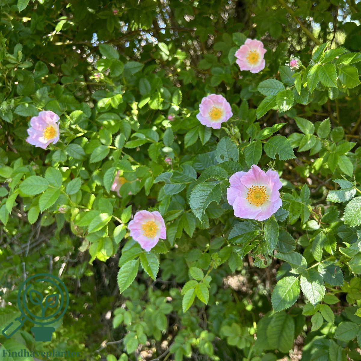 Rosa canina – Find haveplanter