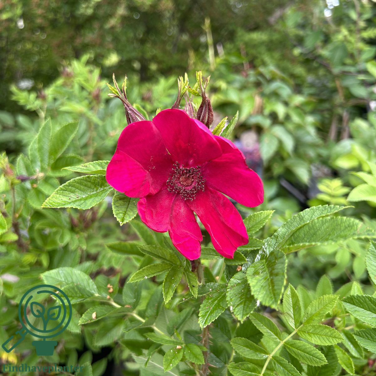 Rosa ‘Strandperle Norderney’ – Find haveplanter