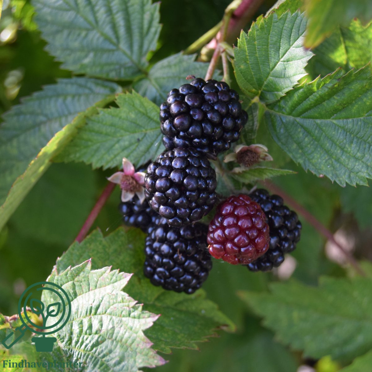 Rubus fruticosus ‘Thornfree’ – Find haveplanter