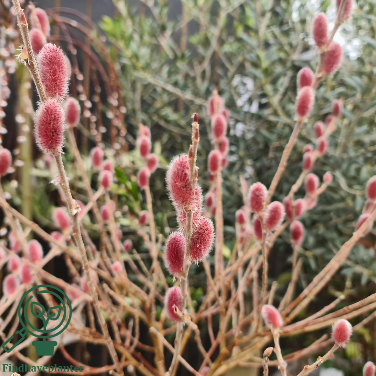 Salix ‘Rotkätzchen’ – Find haveplanter