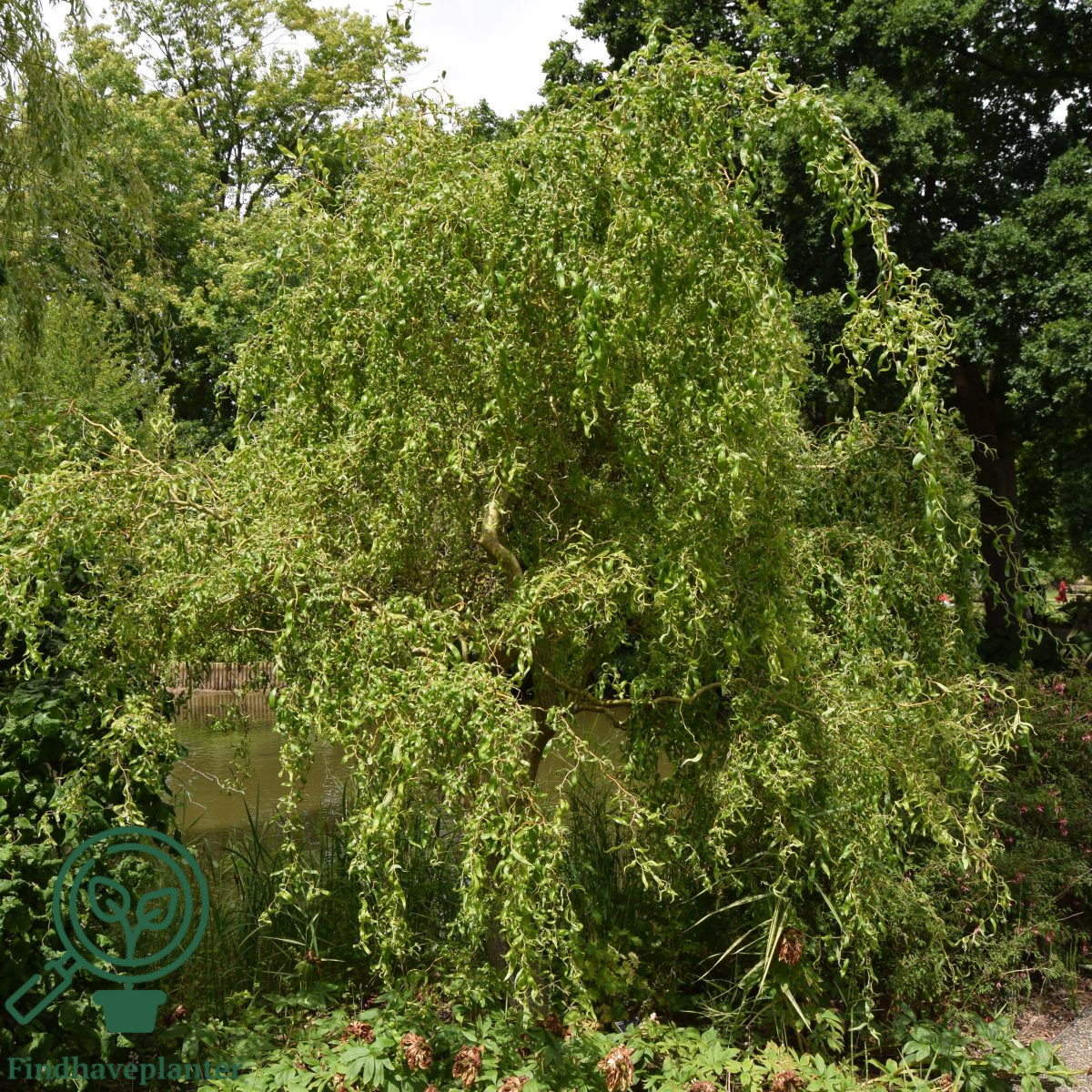 Salix x sepulcralis ‘Erythroflexuosa’ – Find haveplanter