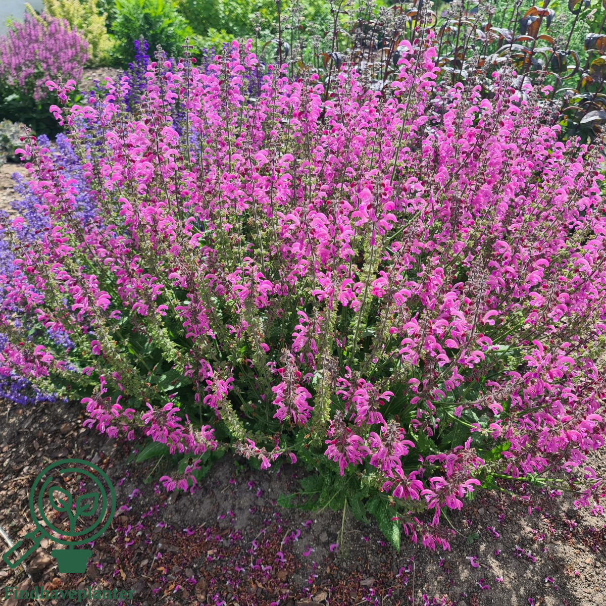 Salvia ‘Moulin Rouge’ – Find haveplanter