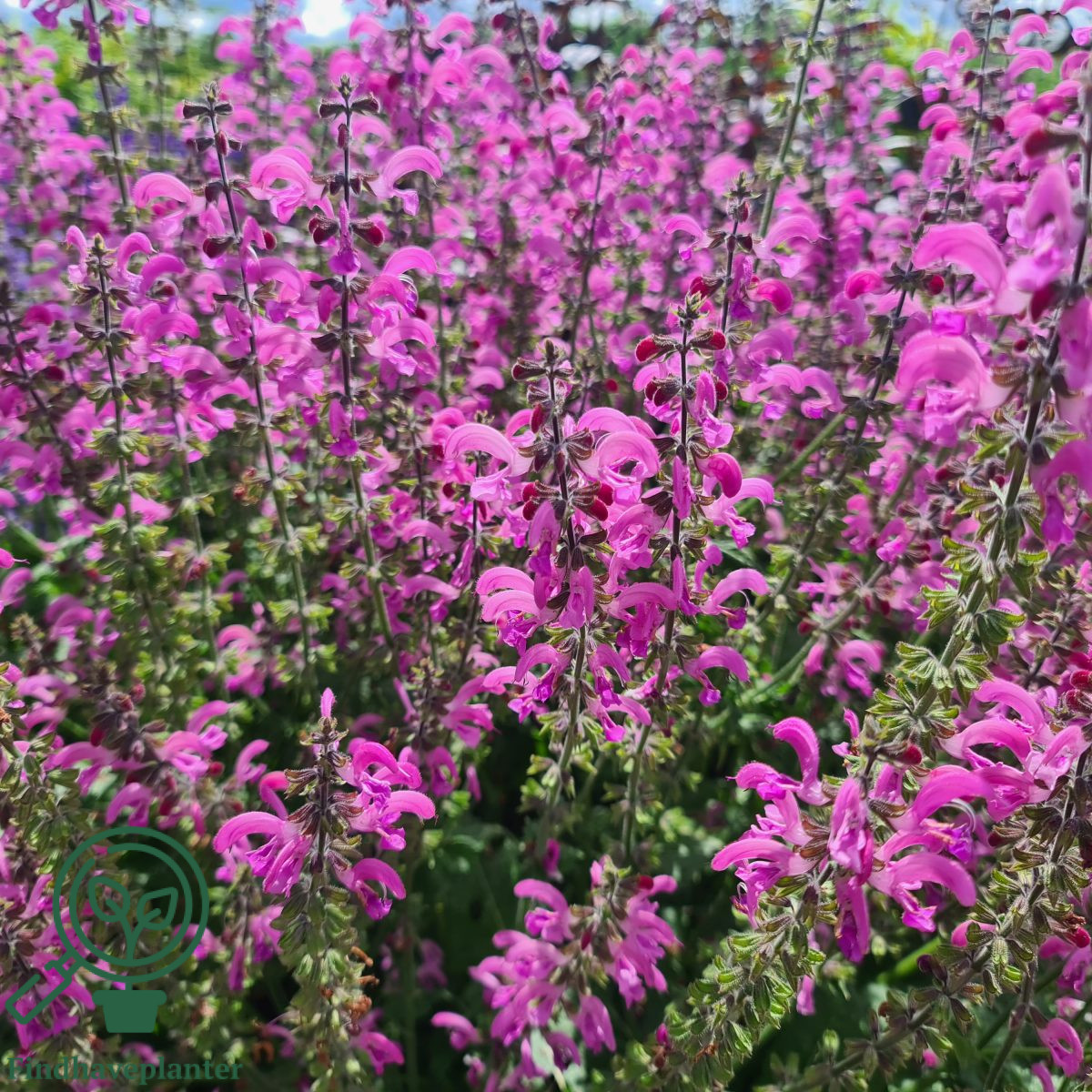 Salvia ‘Moulin Rouge’ – Find haveplanter