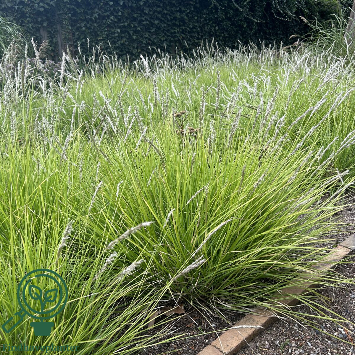 Sesleria autumnalis – Find haveplanter