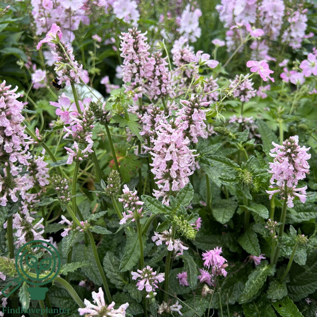 Stachys ‘Summer Sweets’ – Find haveplanter